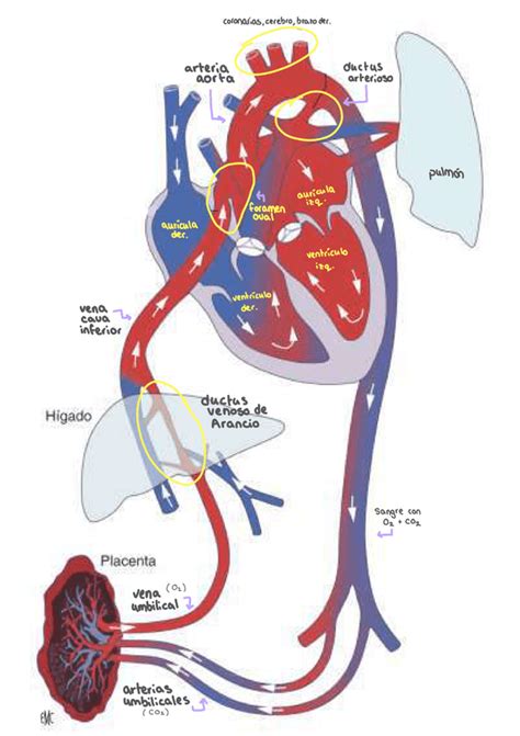 Esquema Circulacion Fetal 