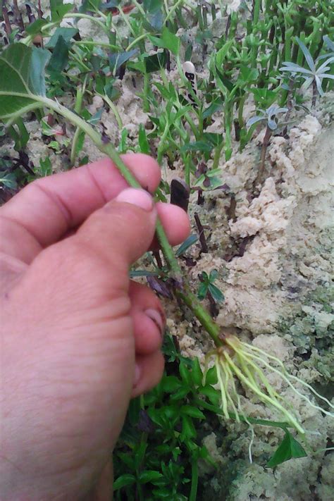 Propagating Mulberry Trees Twisted Tree Farm
