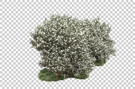 Dwarf Cotoneaster Shrubs Psd 1 000 High Quality Free Psd Templates