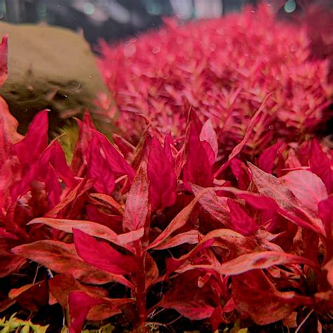 Subwassertang Round Pellia Moss Apf Aquarium Plants Factory®