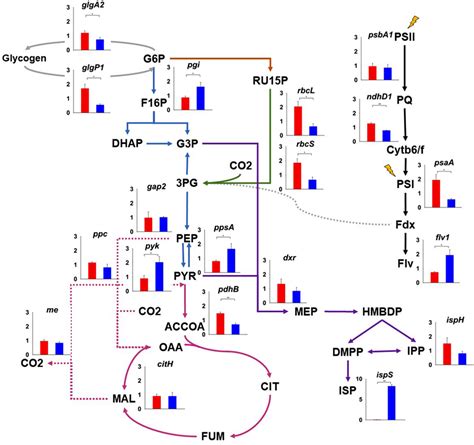 The Mrna Abundance Levels Of Genes Of The Central Carbon Metabolism And