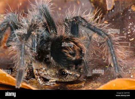 Peruvian Tarantula Pamphobeteus Sp Young And Humming Frog Chiasmocleis Royi Together Los