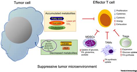 Tumor Microenvironment Metabolites Directing T Cell Differentiation And