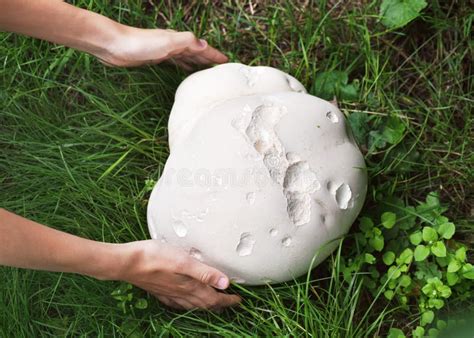 Nature Giant Puffball Mushroom In Girl Hands On A Meadow Huge Edible