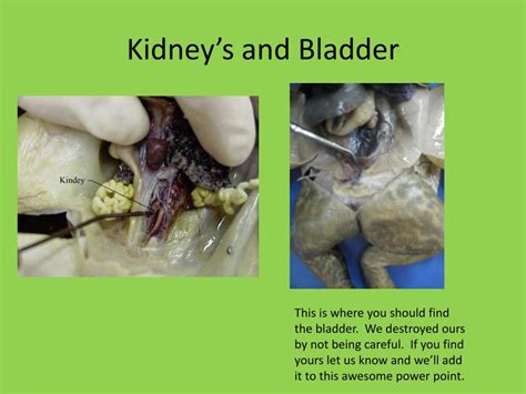 Ppt Guide To A Frog Dissection Powerpoint Presentation Free Download