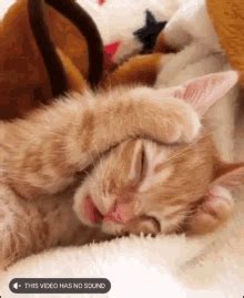Sleeping Cat Animation