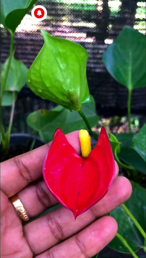 🔸නම් වලින් මල් වර්ග දන්නෙ නැති ඔයාට ලස්සන පාට 5කින් මල් එක්ක ගස් 5ක් අඩුම මිලට Anthurium