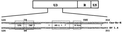 Schematic Diagram Of A Retroviral Ltr Showing The Region Analyzed In
