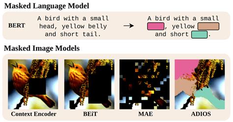 Self Supervised Language And Vision Models Learn Representations By