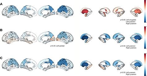Brain Map Of Linear Regression Derived Coefficients Regarding The