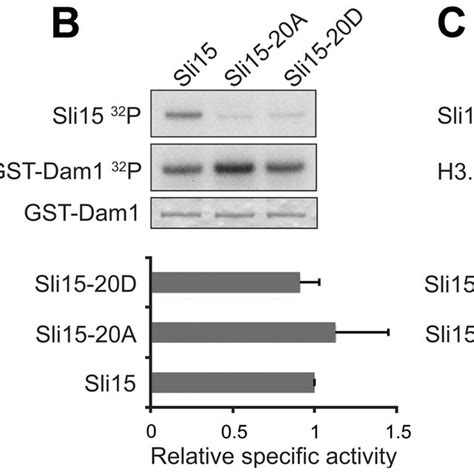 In Vitro Ipl1 Dependent Phosphorylation Promoted By Wild Type And