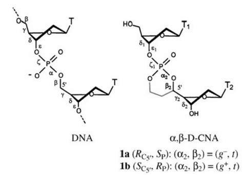 19 Structure Chimique Dun Dinucléotide Thymine Thymine Monophosphate Download Scientific