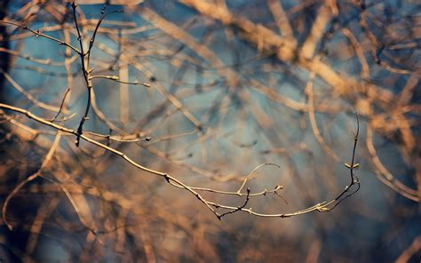 배경 화면 1680x1050 Px 분기 피사계 심도 자연 나뭇 가지 1680x1050 Goodfon 652323 배경 화면 Wallhere