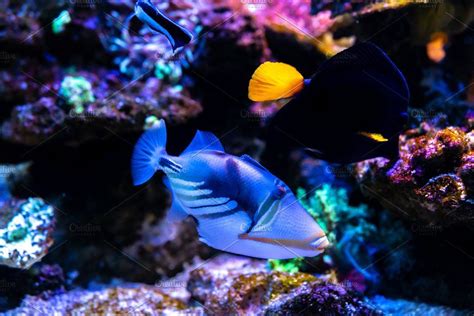 Lagoon Triggerfish Also Known As The Blackbar Triggerfish Picasso Triggerfish And Picassofish