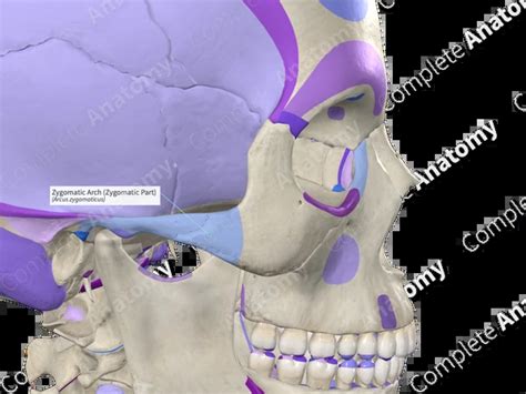 Zygomatic Arch Zygomatic Part Complete Anatomy
