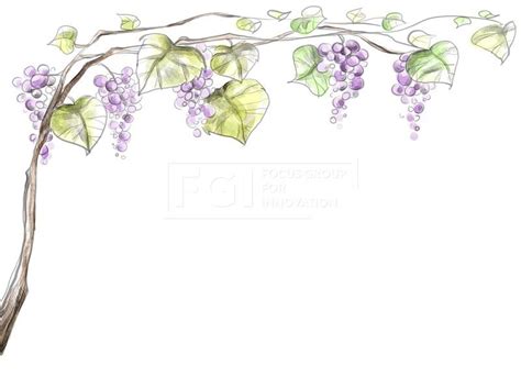 페인터오브젝트 프리진 일러스트 식물 여름 과일 나뭇잎 나무 포도나무 포도 열매 배경 자연 오브젝트 에프지아이 페인터 라인 스케치 덩쿨 음식