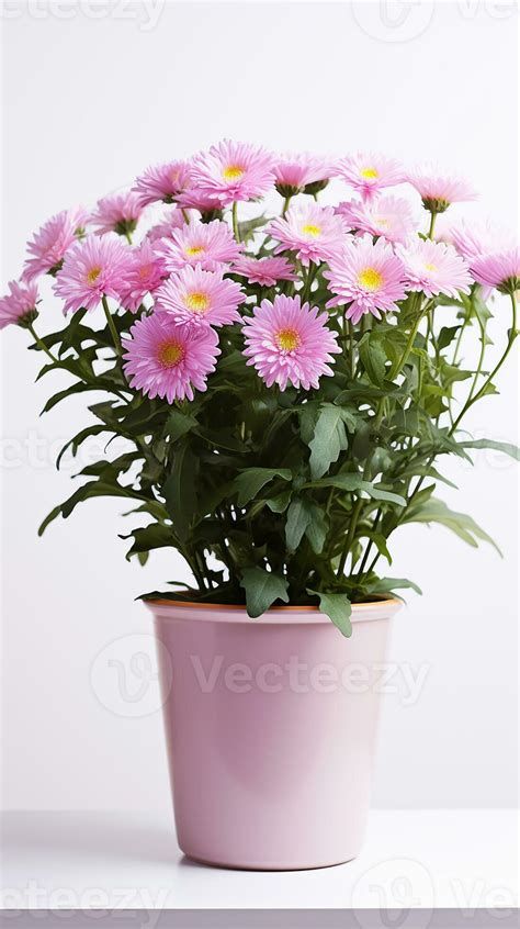 Photo Of Aster Flower In Pot Isolated On White Background Generative