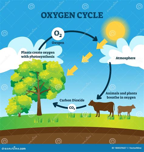 Oxygen Cycle Vector Illustration Labeled Educational O2 Circulation Scheme