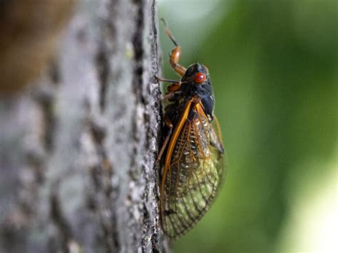 Explosion Of Cicada Eating Mites Has The State Of Illinois Scratching