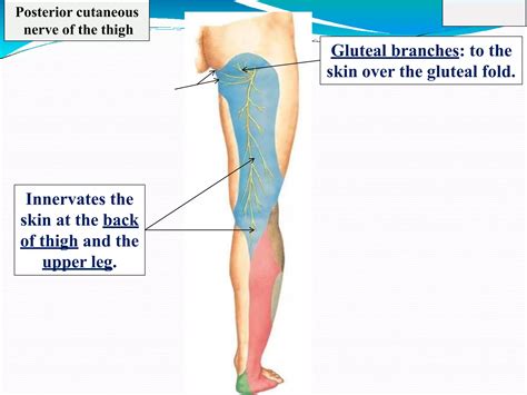 4 Lecture Posterior Comp Of Thighpdf