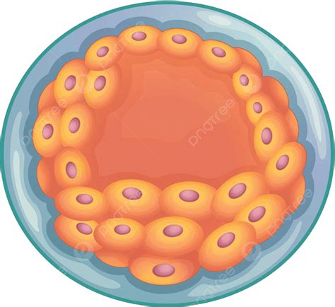 Blastocyst Early Mass Morula Vector Early Mass Morula Png And Vector