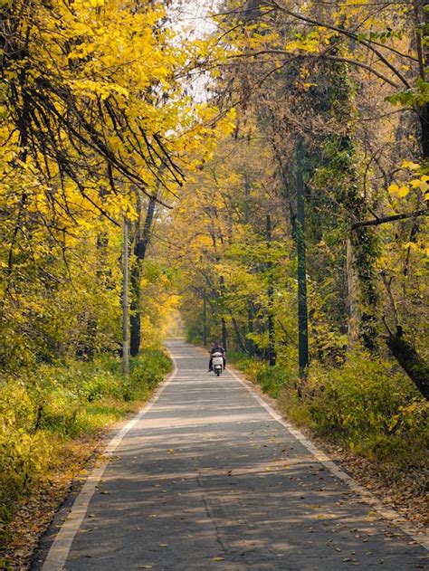 가을 가을 색 가을의 나무 경치 경치가 좋은 계절 고요한 골드 교통 길 나무 나뭇잎 노란 잎 노란색