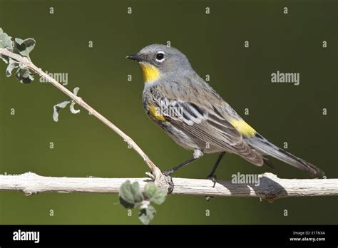 Yellow Rumped Warbler Setophaga Coronata Audubons Adult Female