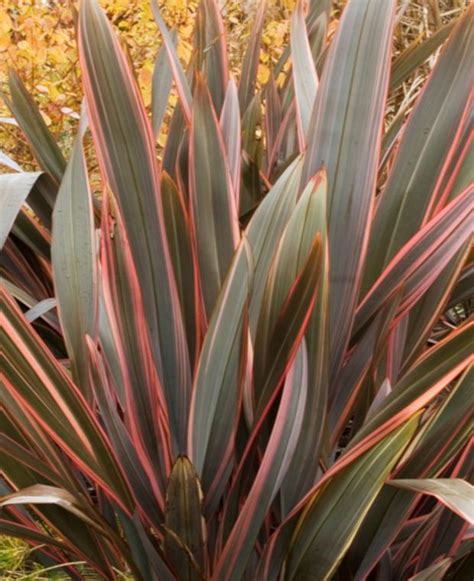 Buy Rare Unusual And Exciting Plants Hayloft Phormium Sundowner