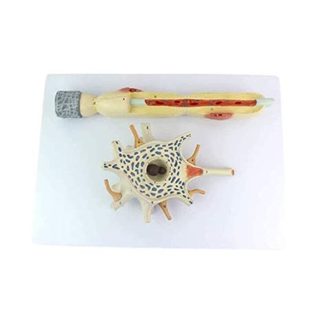 Buy Neuron Amplification Model Scientific Human Anatomy Neuron Cell Body Model Nerve Fiber