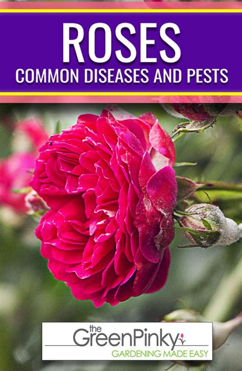 Dealing With Rose Problems — Common Issues And Solutions