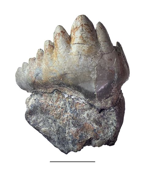 Peripristis Semicircularis Fossils Of Parks Township