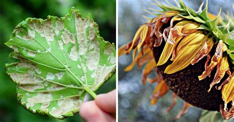 5 Tips For Tackling Downy Mildew On Sunflowers A Comprehensive Action Plan Leafyjournal
