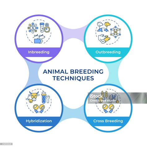 Types Of Breeding Infographic Circles Flowchart Stock Illustration