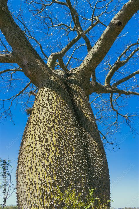 Palo Borracho Ceiba Speciosa Rbol Botella Rbol Del Puente
