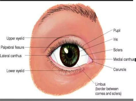 Palpebral Fissure Diagram