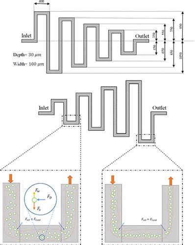 Particles Focusing And Separation By A Novel Inertial Microfluidic Device Divergent Serpentine