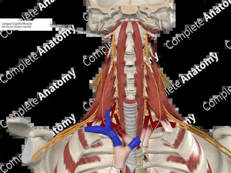 Longus Capitis Muscle Complete Anatomy