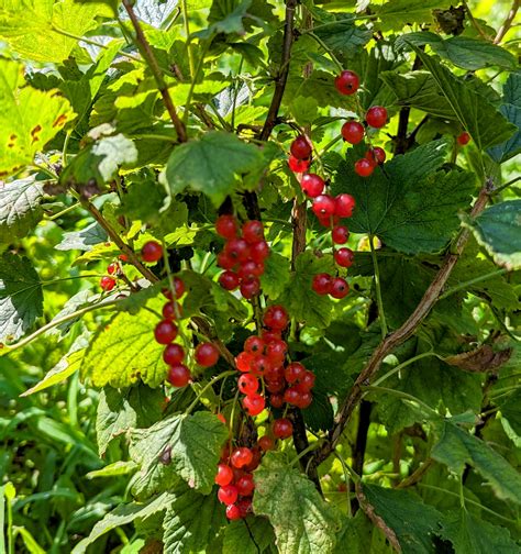 Red Currant Red Lake The Bronx Edible Nursery