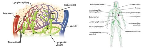 Lymphatic Tissue Forest And Ray Dentists Orthodontists Implant Surgeons