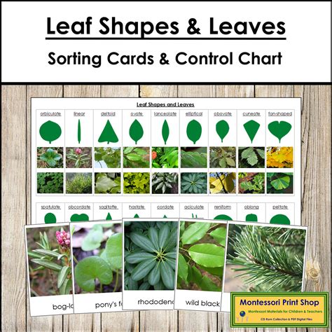 Types Of Leaf Shapes And Leaves Sorting Cards And Control Chart Made By