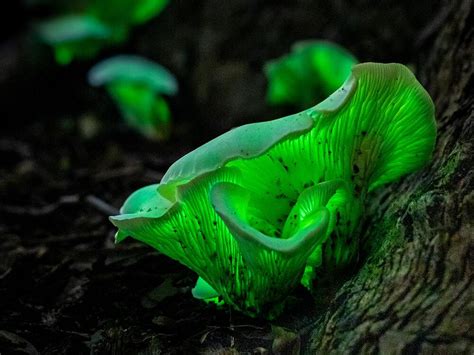 Omphalotus Nidiformis Ghost Fungus Mushroom Identification And Photos