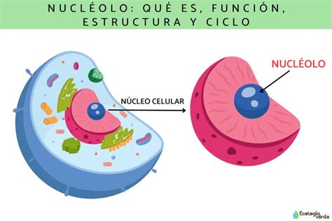 Nucleolus What Is Function Structure And Cycle Evidence Network