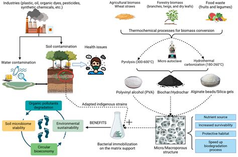 Benefits Of Immobilized Bacteria In Bioremediation Of Sites