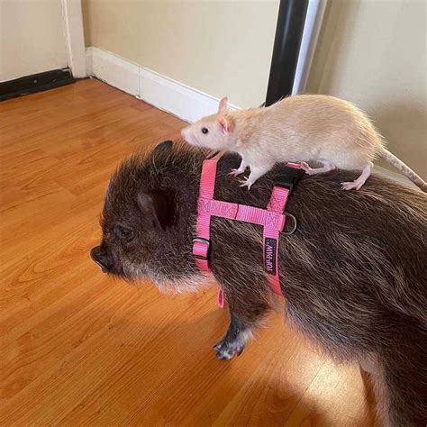 Adorable Cerdito Es Muy Mimado Y Duerme Con Mamá