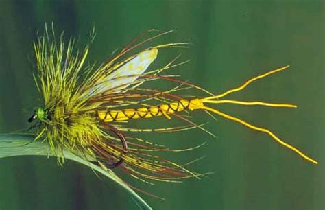 Ephemera Danica Mayfly Identification And Imitation