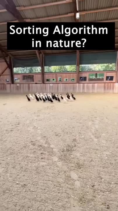 Tauseef Fayyaz On Linkedin Sorting Algorithms Dsa Software Coding 16 Comments