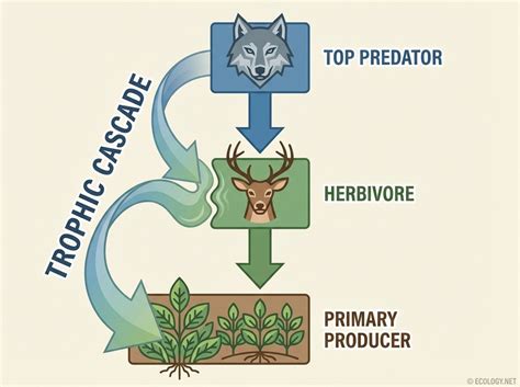 Trophic Cascade