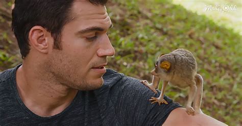 Meet The Worlds Only Venomous Primate The Adorable Tiny Loris