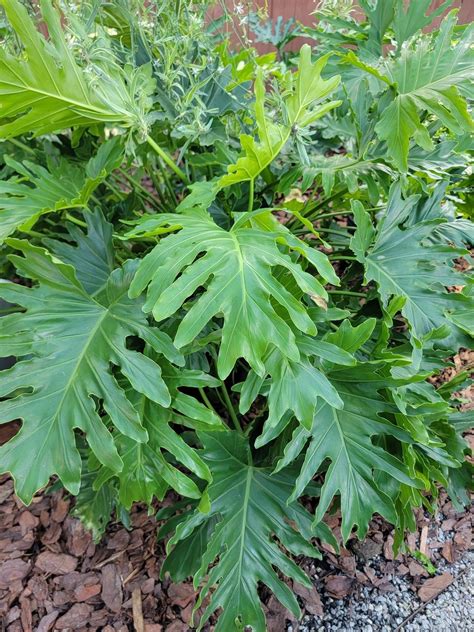 Philodendron ‘split Leaf Pooler Plant Pick Up Station