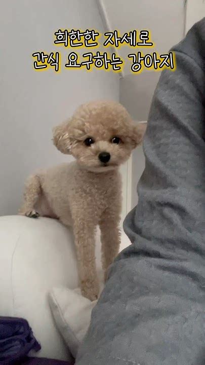 희한한 자세로 간식 요구하는 강아지 크림푸들 Youtube